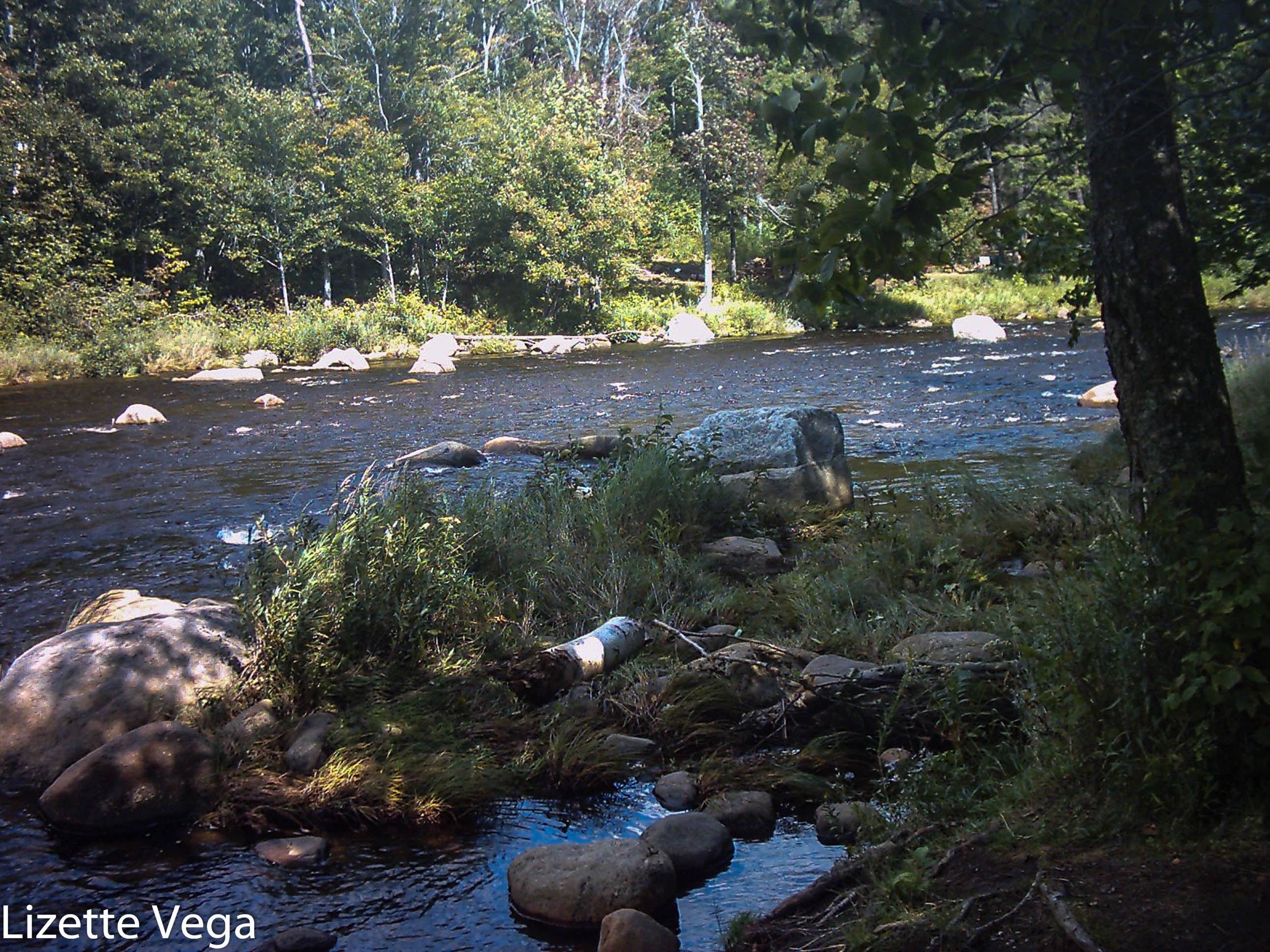 My Photos-2 – A Tree Firmly Planted